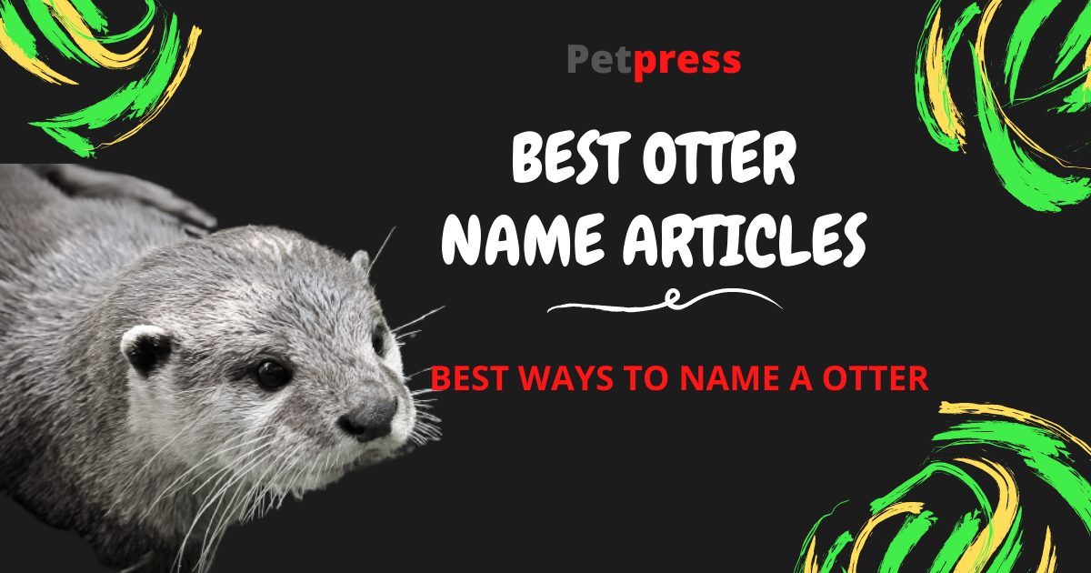 Best Names For An Otter - Good, Cute, & Famous Otter Names