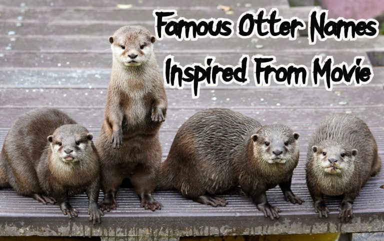 30+ Famous Otter Names Inspired From Movies | PetPress