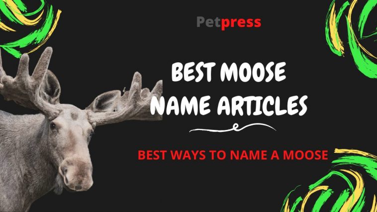 Top 20 Famous And Funny Moose Names PetPress top-20-famous-and-funny-moose-names-petpress