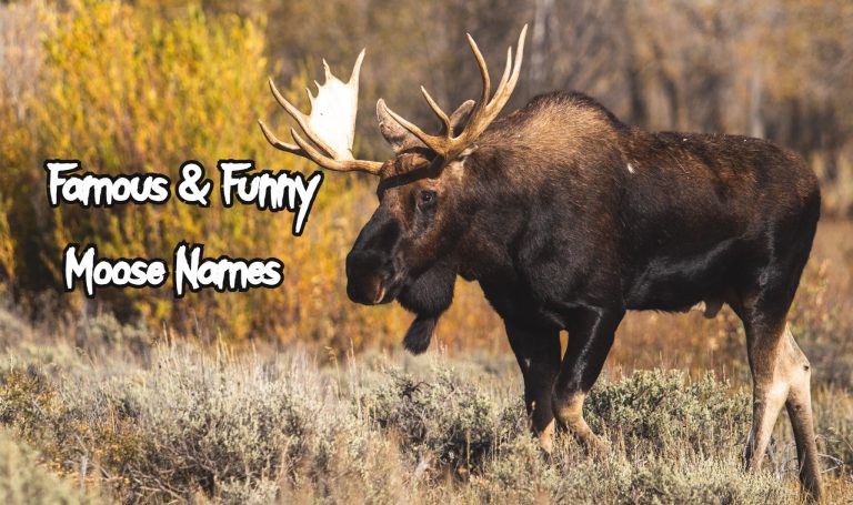 Top 20+ Famous And Funny Moose Names | PetPress
