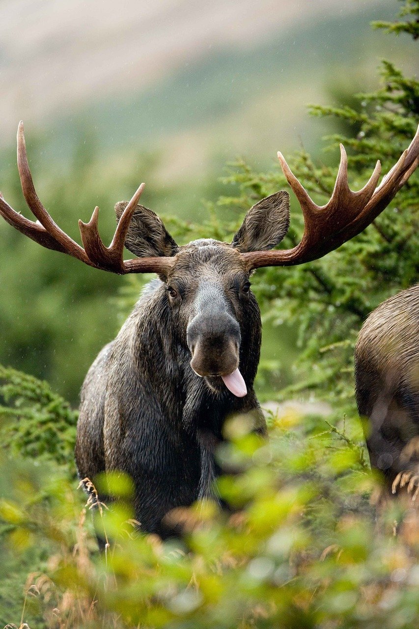 Top 20+ Famous And Funny Moose Names | PetPress