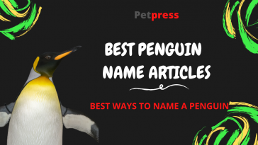 240+ Penguin Names (Cute, Funny, Good, and Famous Names)