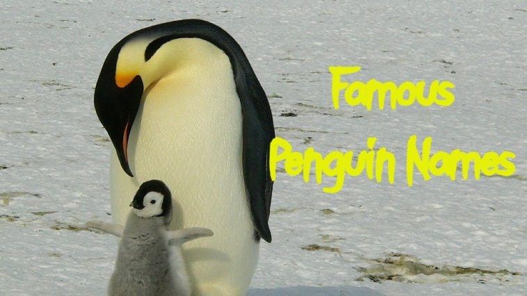 240+ Penguin Names (Cute, Funny, Good, and Famous Names)