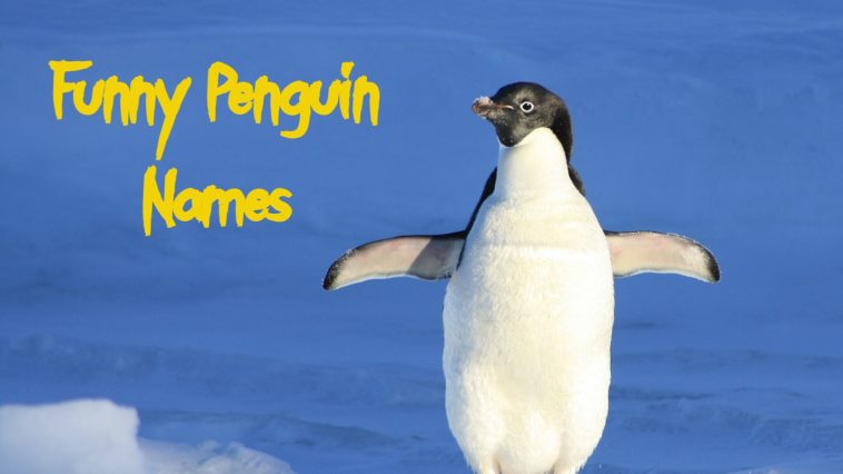 Top 90+ Cute Penguin Names (For Male, Female, And Baby Penguins)