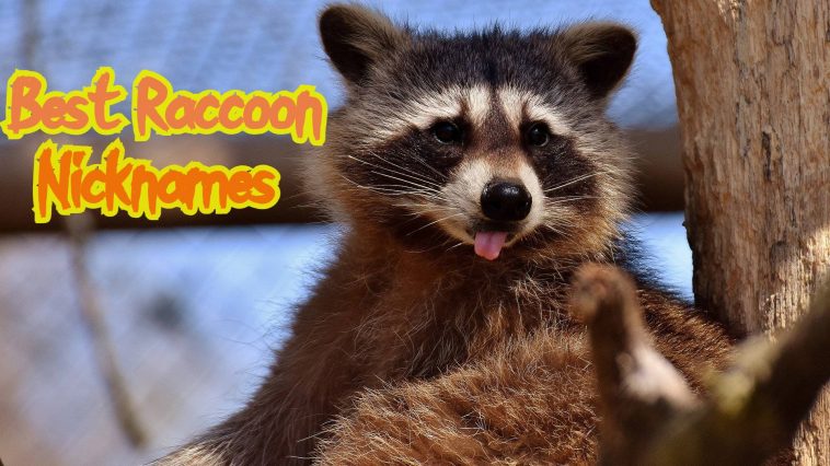 140 Best Pet Raccoon Names (Cute, Funny, & Famous Names)