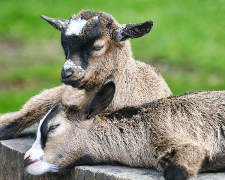 Goat Name Generator | Best Names For A Pet Goat | PetPress