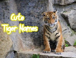 50+ Cute Baby Tiger Names That Are Adorable | PetPress