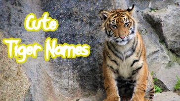 Tiger Names: 560+ Best Names for Tigers | PetPress