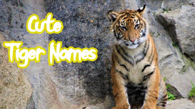 Tiger Names: 560+ Best Names for Tigers | PetPress