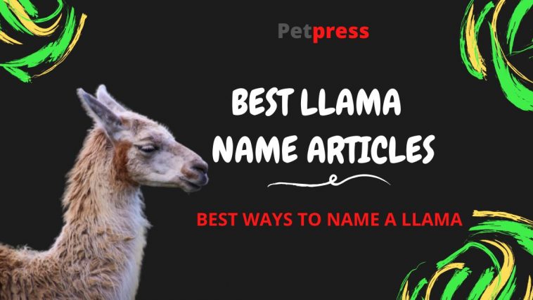 130+ Good Llama Names - Names For Boy, Girl, & White Llamas