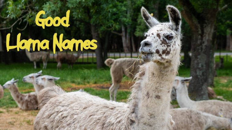 120 Best Llama Names - Cute & Funny Names for Your Llama