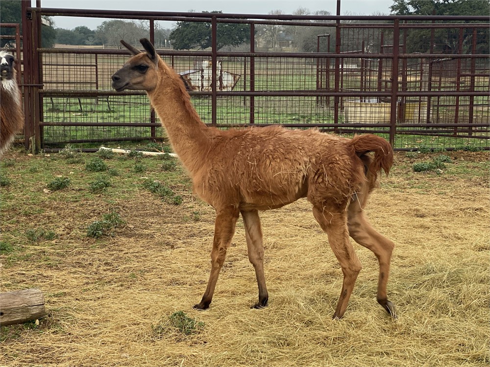 130+ Good Llama Names - Names For Boy, Girl, & White Llamas