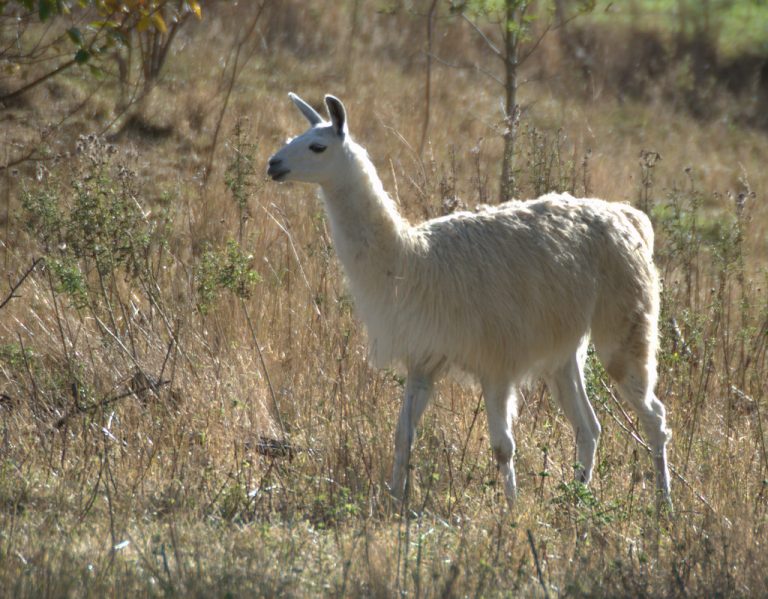 130+ Good Llama Names - Names For Boy, Girl, & White Llamas