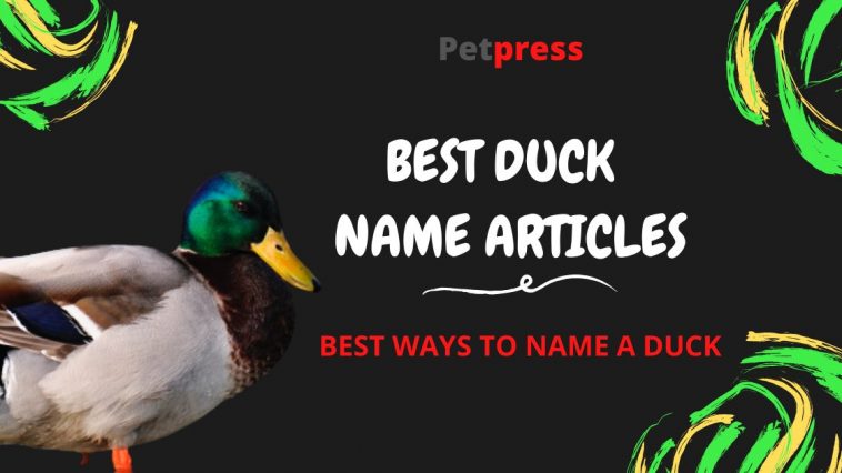 500 Best Duck Names - Famous, Cute & Funny Names for Ducks