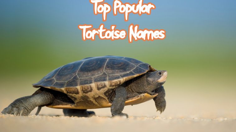 Boy Turtle Names - 140 Great Male Turtle Names | PetPress