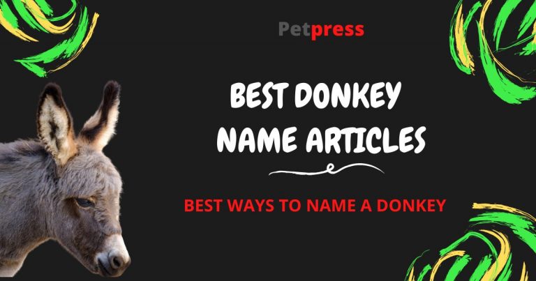 Best Ways To Name A Donkey (Good Names For Cool & Baby Donkeys)