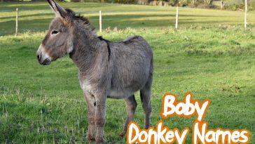 Donkey Names: 500 Good Ideas for Names for Donkeys
