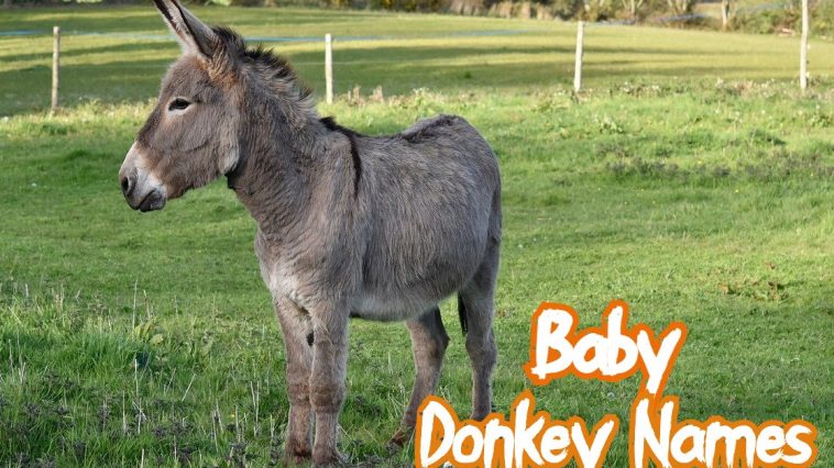 Donkey Names: 500 Good Ideas for Names for Donkeys