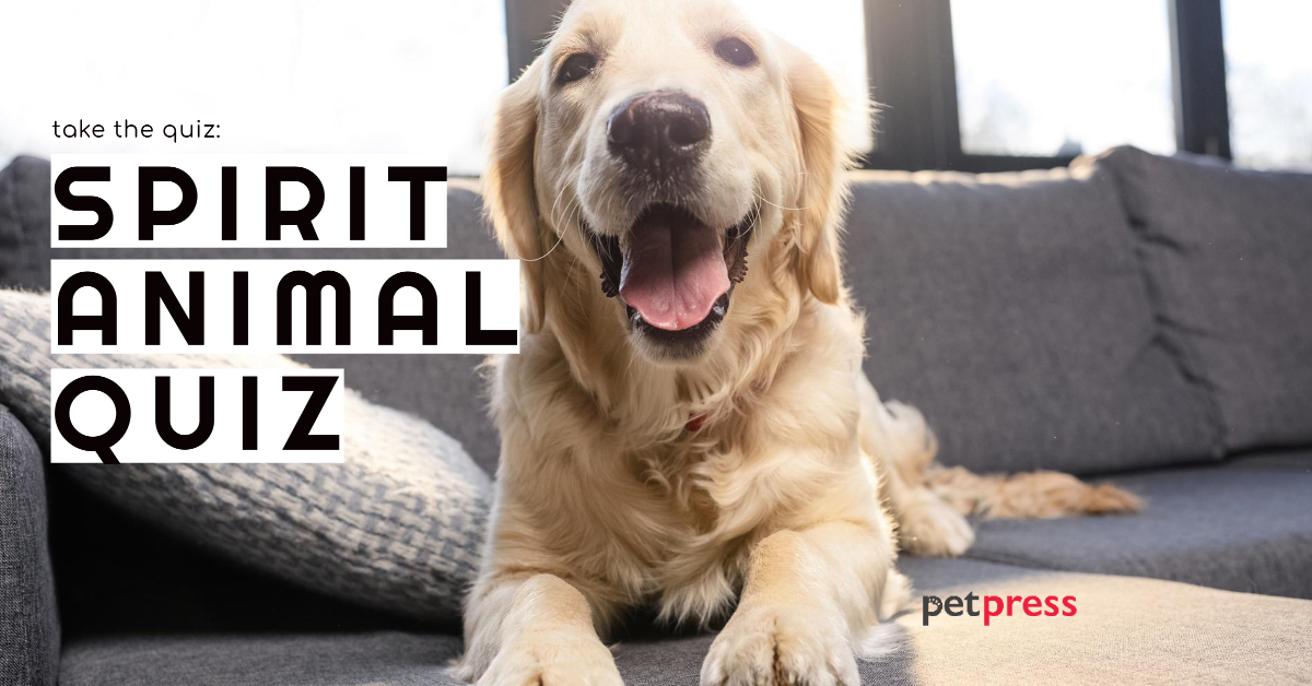 What is your Spirit Animal? Take the Quiz!