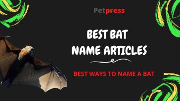Top 200 Best Names for Pet Bats | PetPress