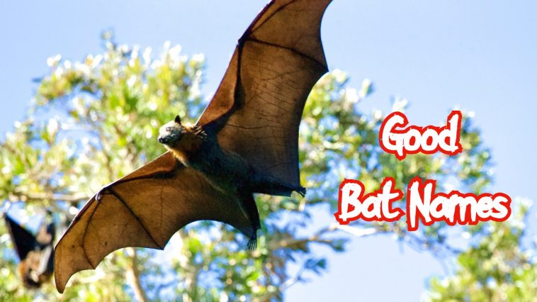 Top 200 Best Names for Pet Bats - PetPress