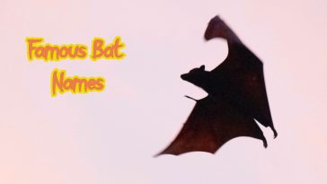 Top 200 Best Names for Pet Bats - PetPress