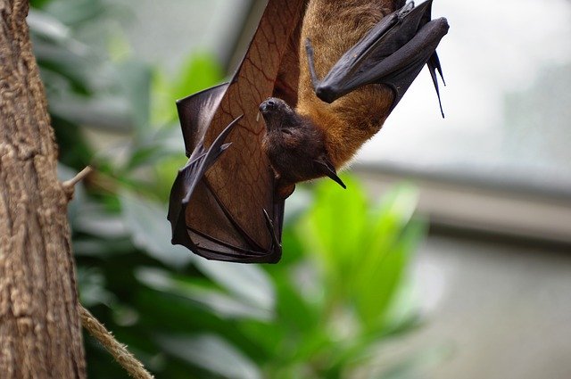Best Bat Name Articles - Good Names For A Pet Bat!