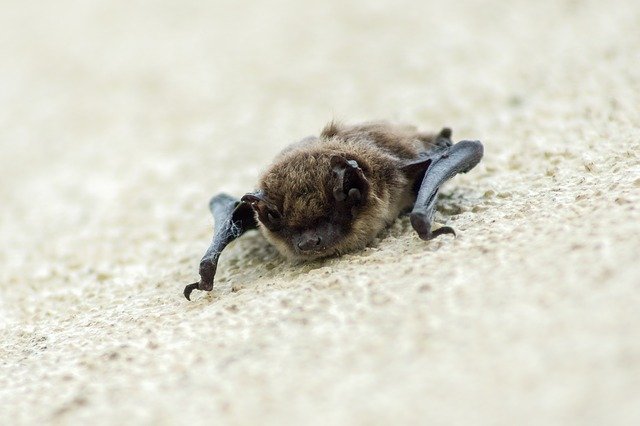 80+ Famous Bat Names – With Funny, Cute, & Cool Bat Names