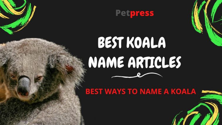 100+ Best Koala Names – Boy, Girl, Baby, & Cute Koala Names
