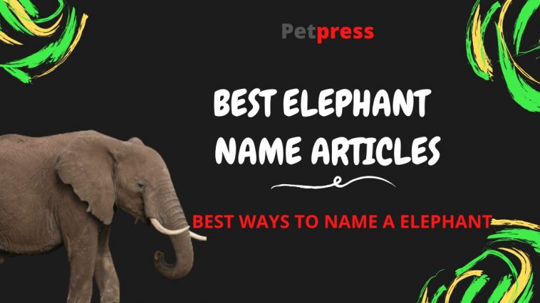 Elephant Names: 300 Best Names For Boy and Girl Elephants