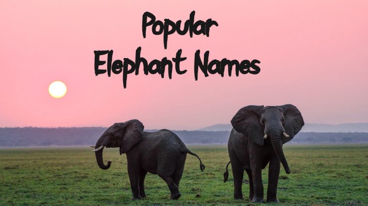 Elephant Names: 300 Best Names For Boy and Girl Elephants