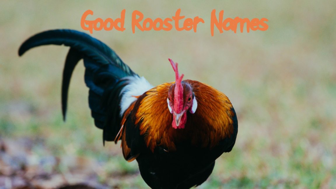 100+ Best Black Rooster Names: Name Ideas for Your Feathered Friend