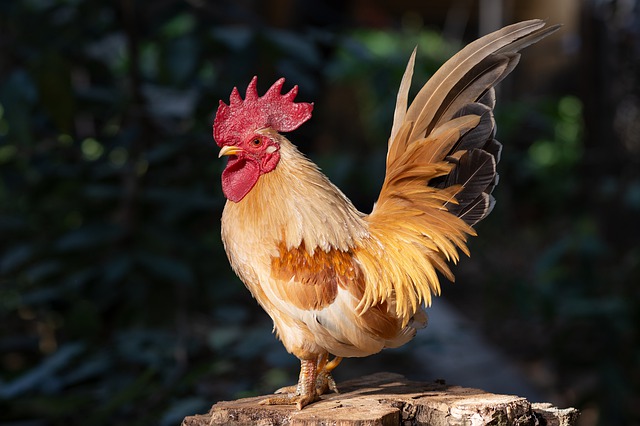 190+ Good Rooster Names - Cute, Cool, & Unique Names For A Rooster