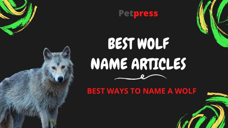 128 Powerful and Strong Wolf Names | PetPress