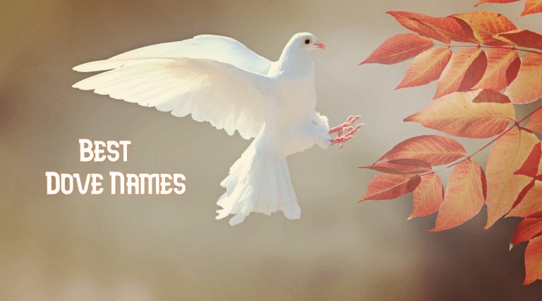160+ Best Dove Names - All Popular Dove Name Ideas | PetPress