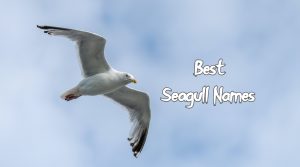 130+ Seagull Names - Best Ways To Name Your Pet Seagull - PetPress