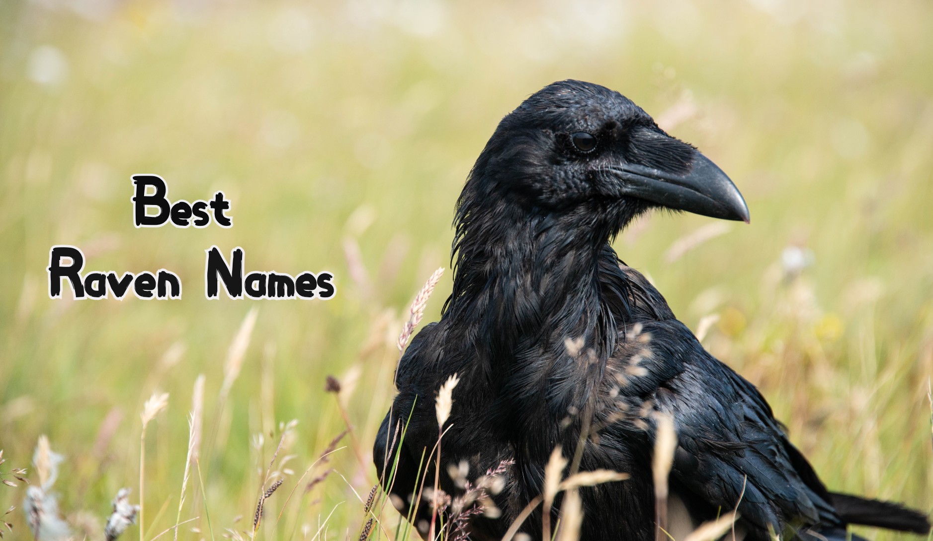 120 Best Raven Names Best Ways To Name Your Pet Raven PetPress 120 Best Raven Names Best Ways To Name Your Pet Raven PetPress
