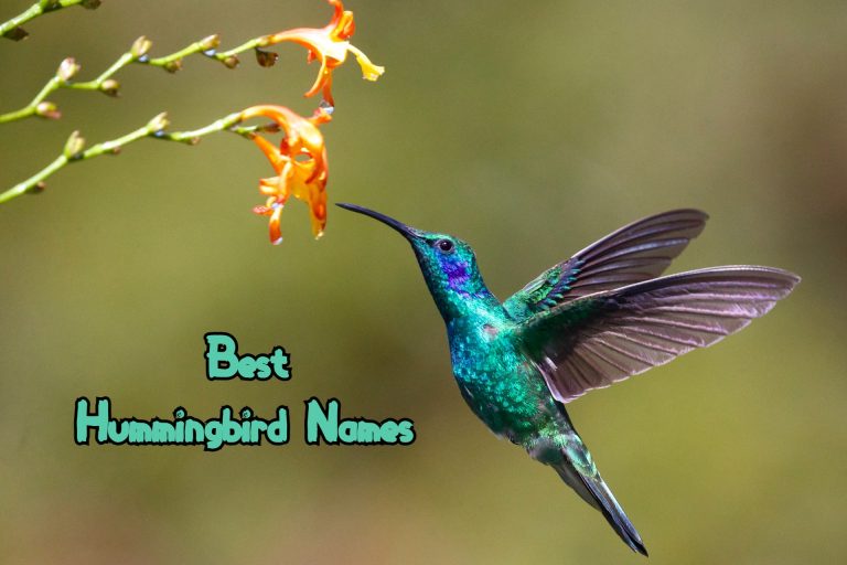 170+ Best Hummingbird Names - Best Way To Name Your Pet Hummingbird ...