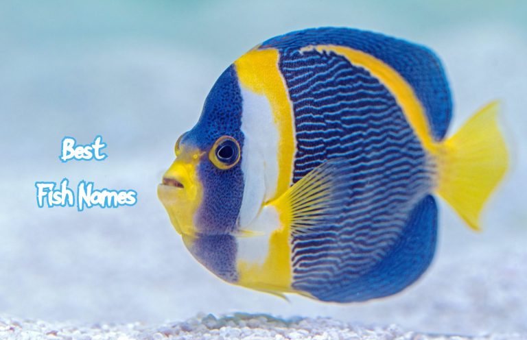500+ Fish Name Ideas - Best Ways To Name Your Pet Fish | PetPress