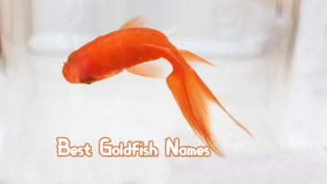 500+ Fish Name Ideas - Best Ways To Name Your Pet Fish | PetPress