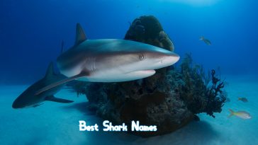 130+ Best Shark Names - Good Ways To Name Your Shark - PetPress