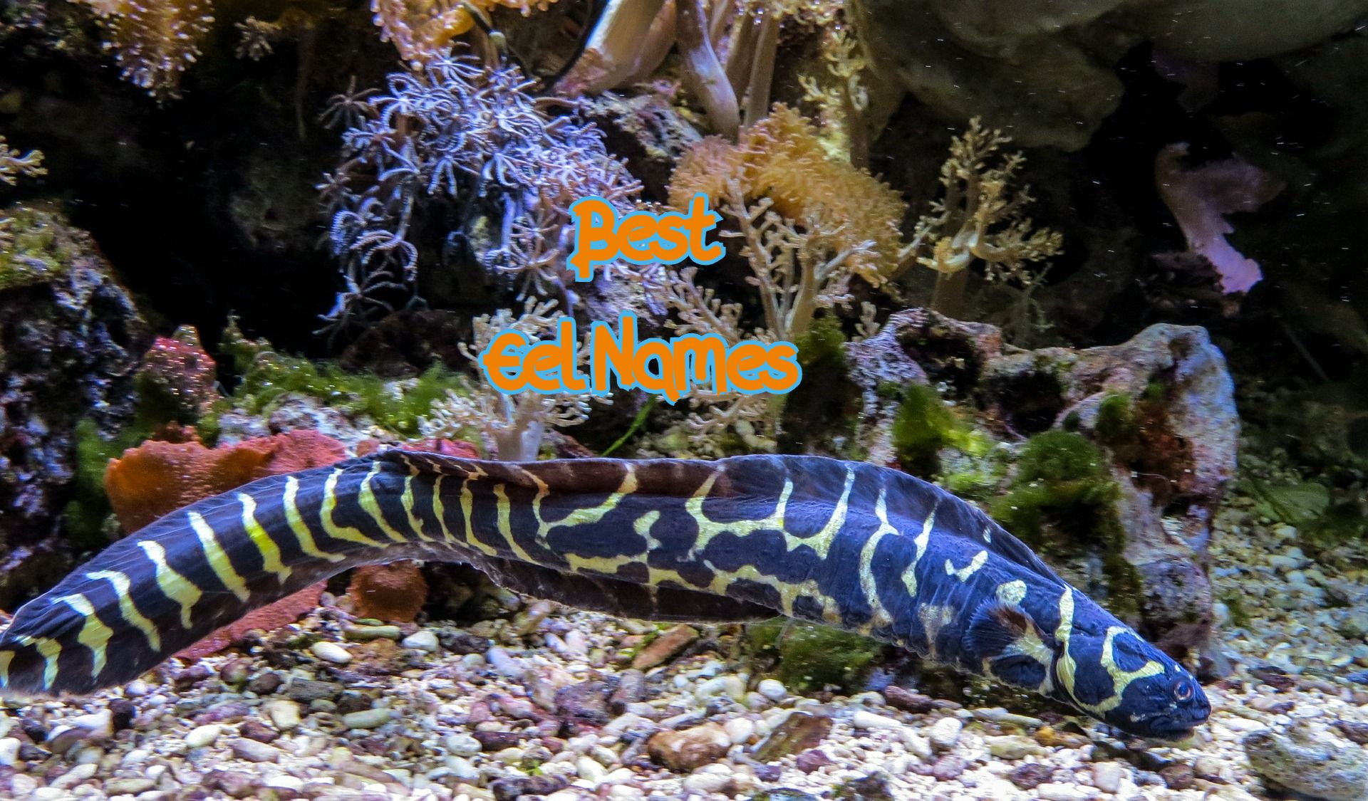 380 Best Eel Names Best Ways To Name Your Pet Eel PetPress