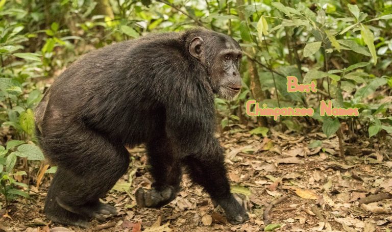 220+ Best Chimpanzee Names - Popular Chimpanzee Name Ideas | PetPress