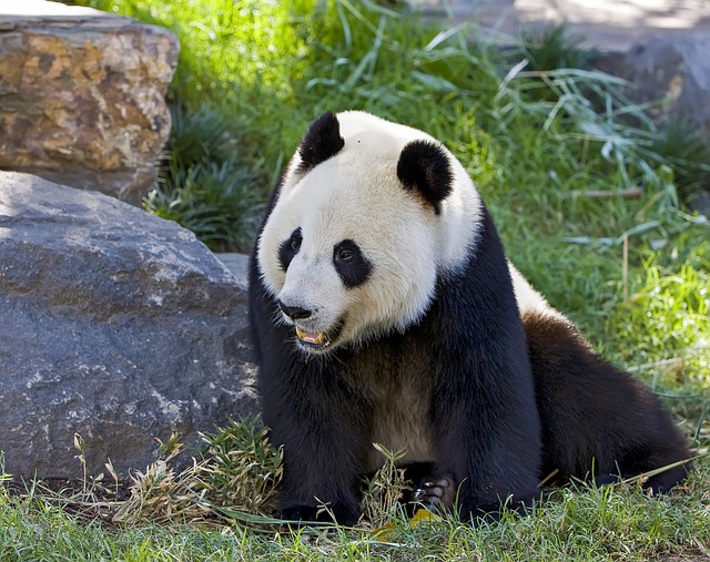 250 Best Panda Names Best Way To Name Your Panda PetPress