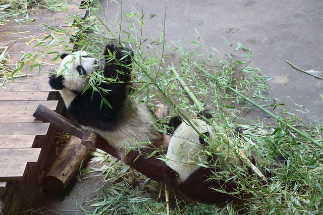 250+ Best Panda Names - Best Way To Name Your Panda - PetPress