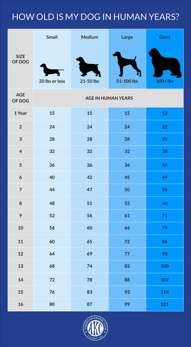 The Best Way To Calculate Dog Years Into Human Years PetPress