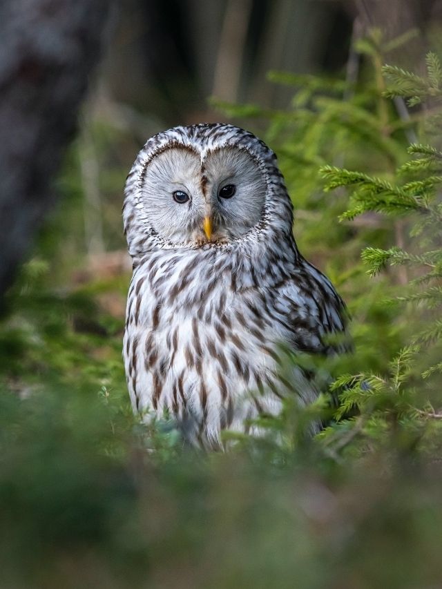 Best Owl Names For Naming Your Pet Owl PetPress best-owl-names-for-naming-your-pet-owl-petpress