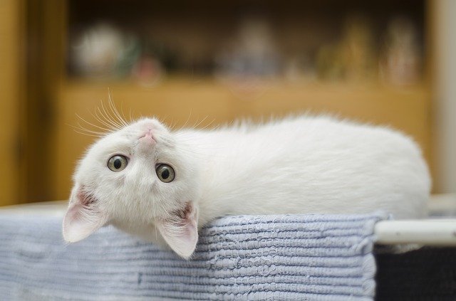 55+ Funny And Hilarious White Cat Names That Will Inspire You | PetPress