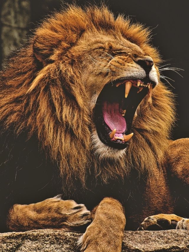 Best Lion Names For Naming A Lion - PetPress