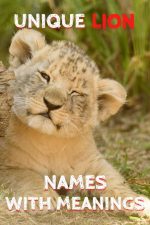 25+ Unique Lion Names For Naming A Lion - With Meanings